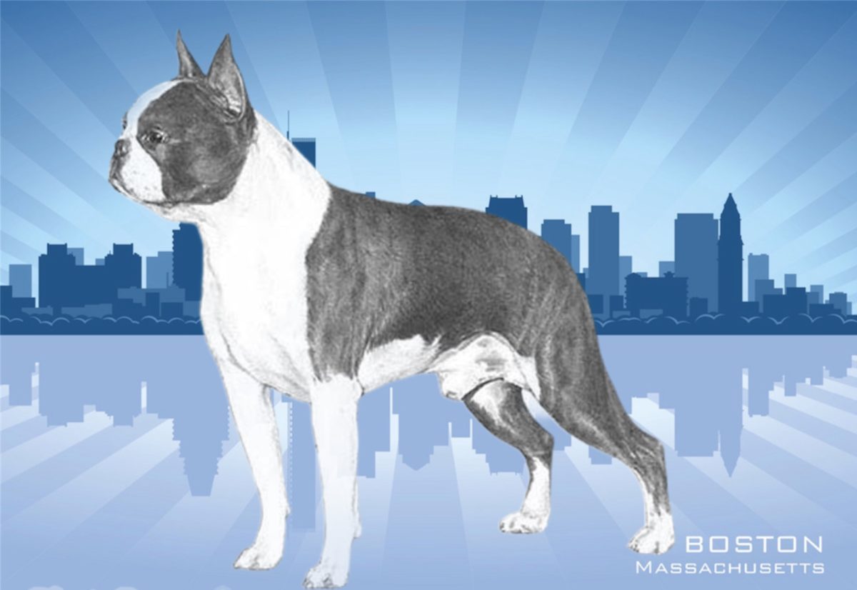 American Kennel Club Breed Standard - Bosties Boston Terriers
