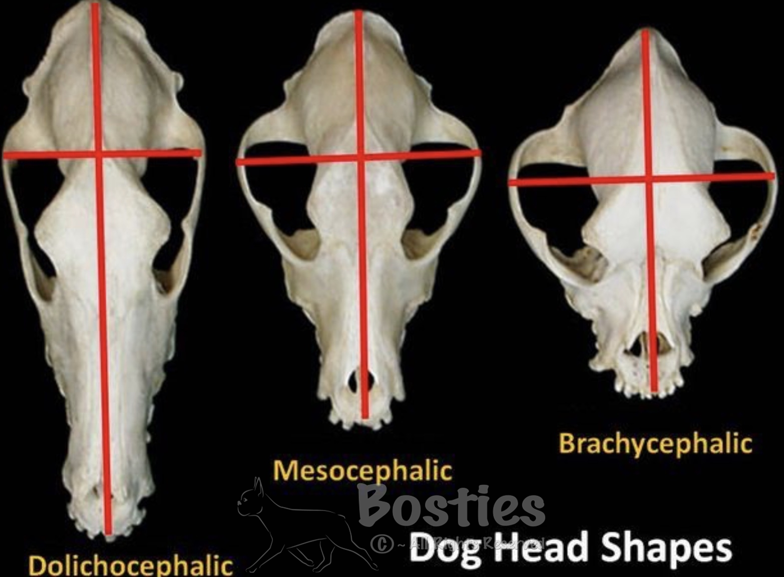 Brachycephalic Syndrome - Bosties Boston Terriers